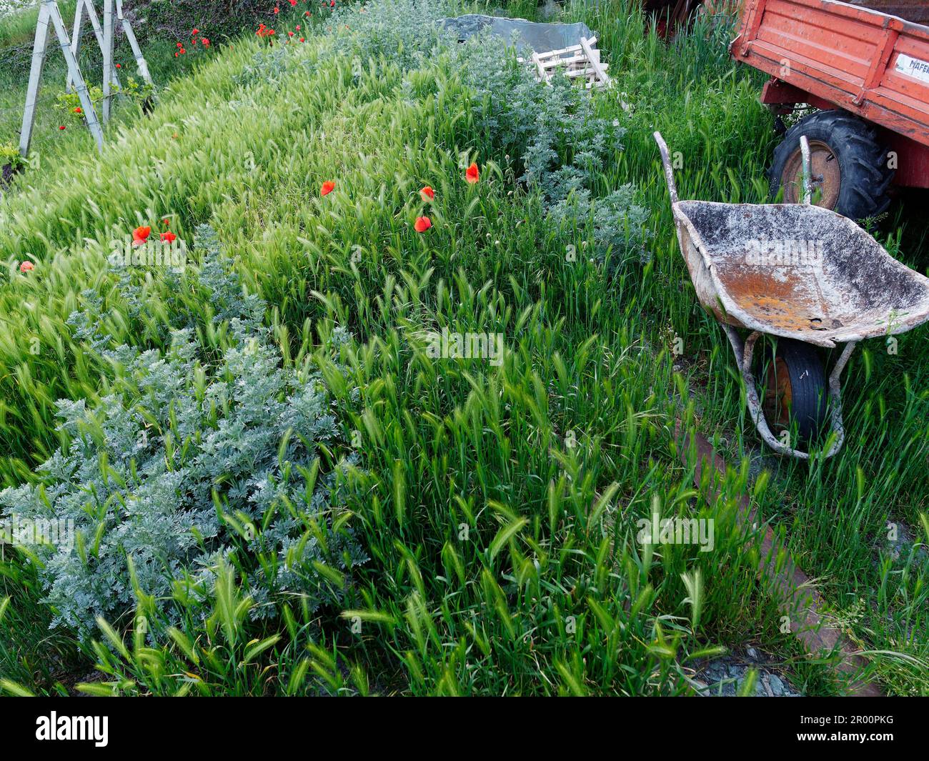 Les Gramges farm in the springtime in Nus, Aosta Valley, NW Italy ...