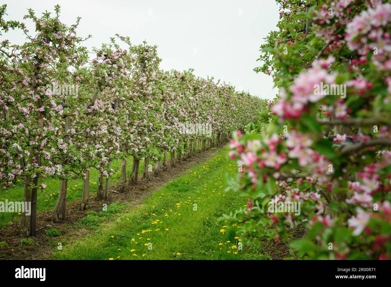 Steinkirchen, Germany. 05th May, 2023. Blossoming apple trees of the ...