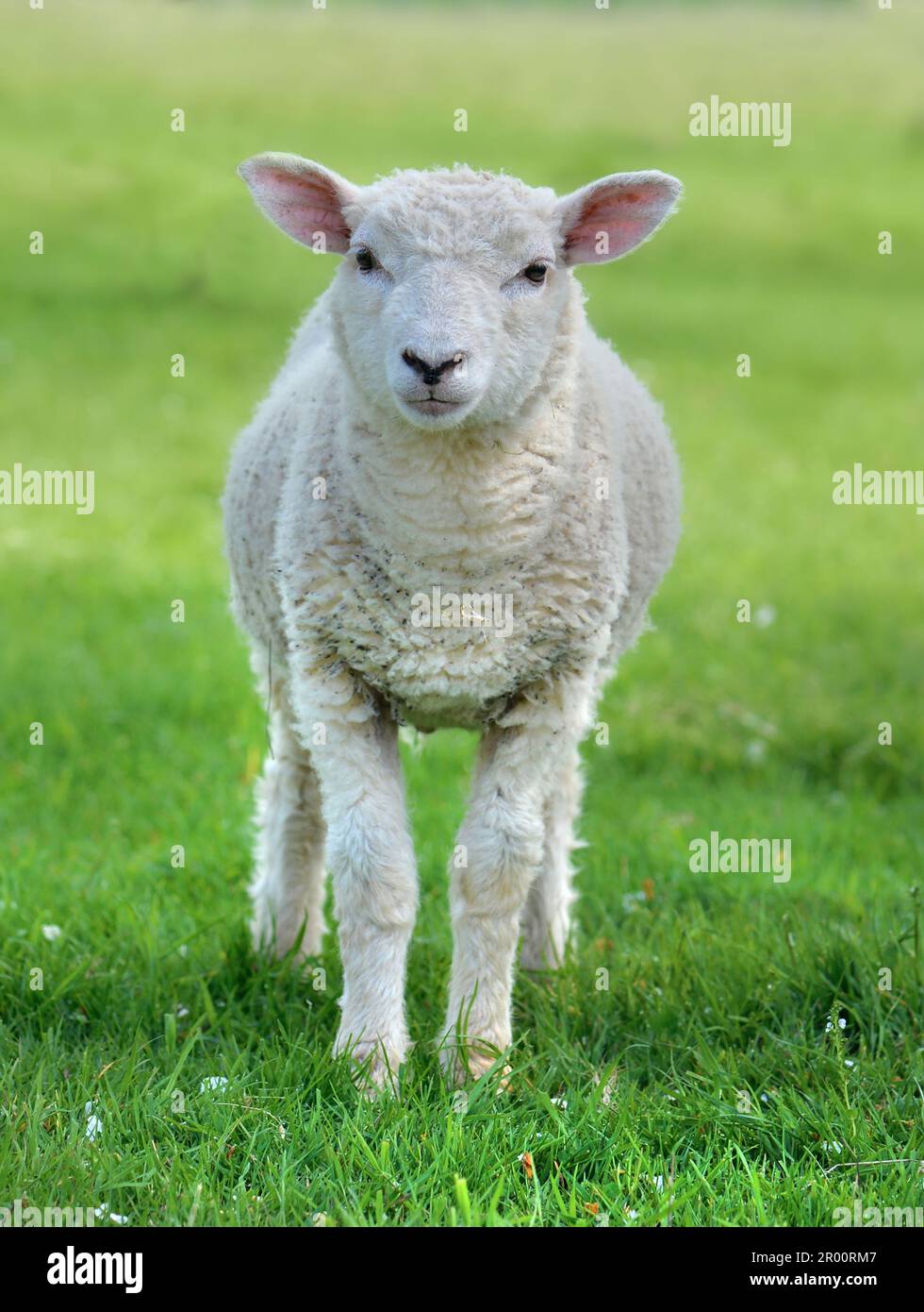 cut white lamb looking camera in a green meadow Stock Photo - Alamy