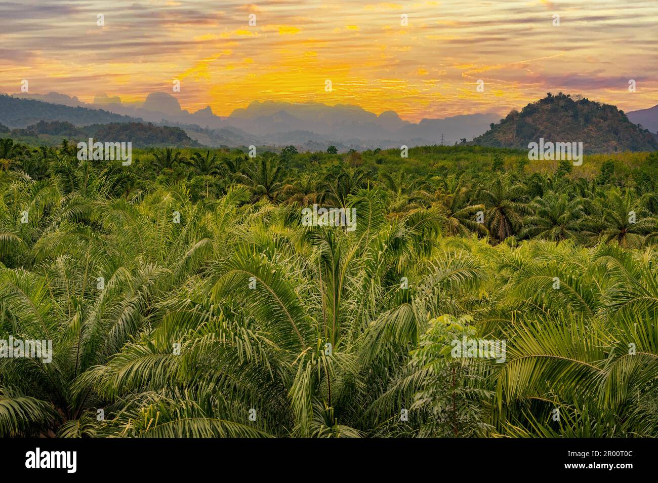 rainforest morning. sunset tropical jungle background. Landscape sunset ...