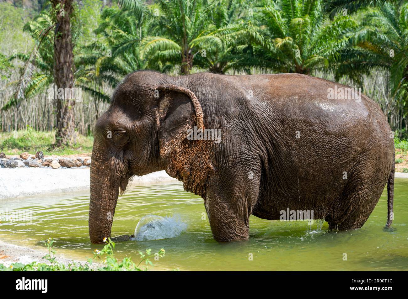 Asian Elephant in Natural Habitat. Natural habitat of Thai elephant is ...