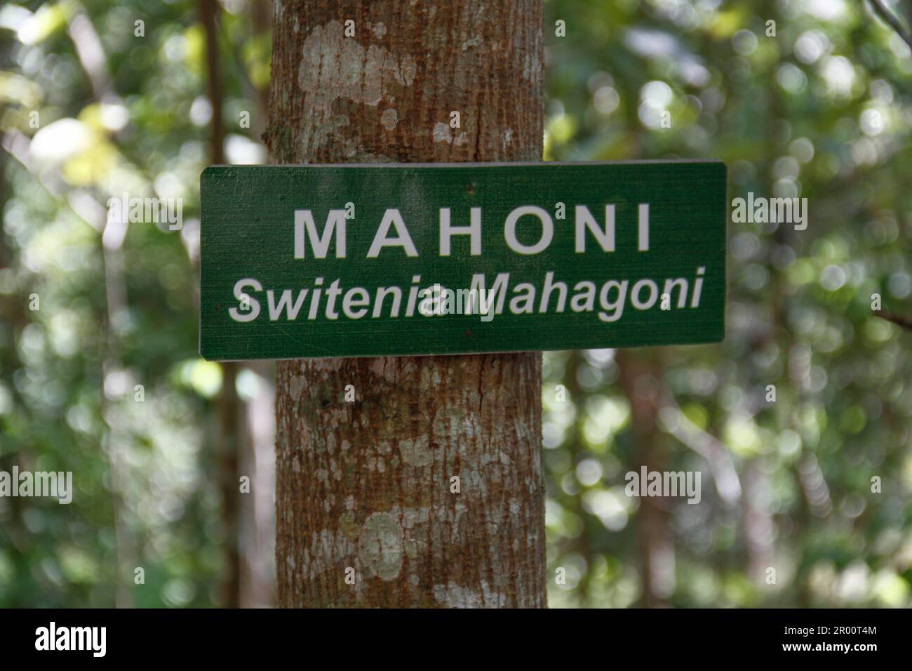 The nameplate of the Mahogany tree (Switenia mahagoni) is emblazoned on ...