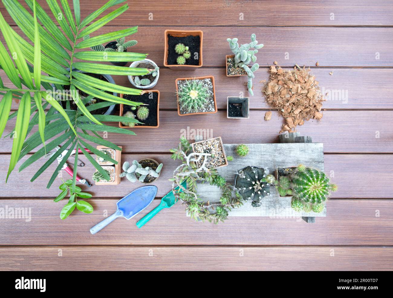 Top view of palm tree and succulent plants with gardening tools on ...