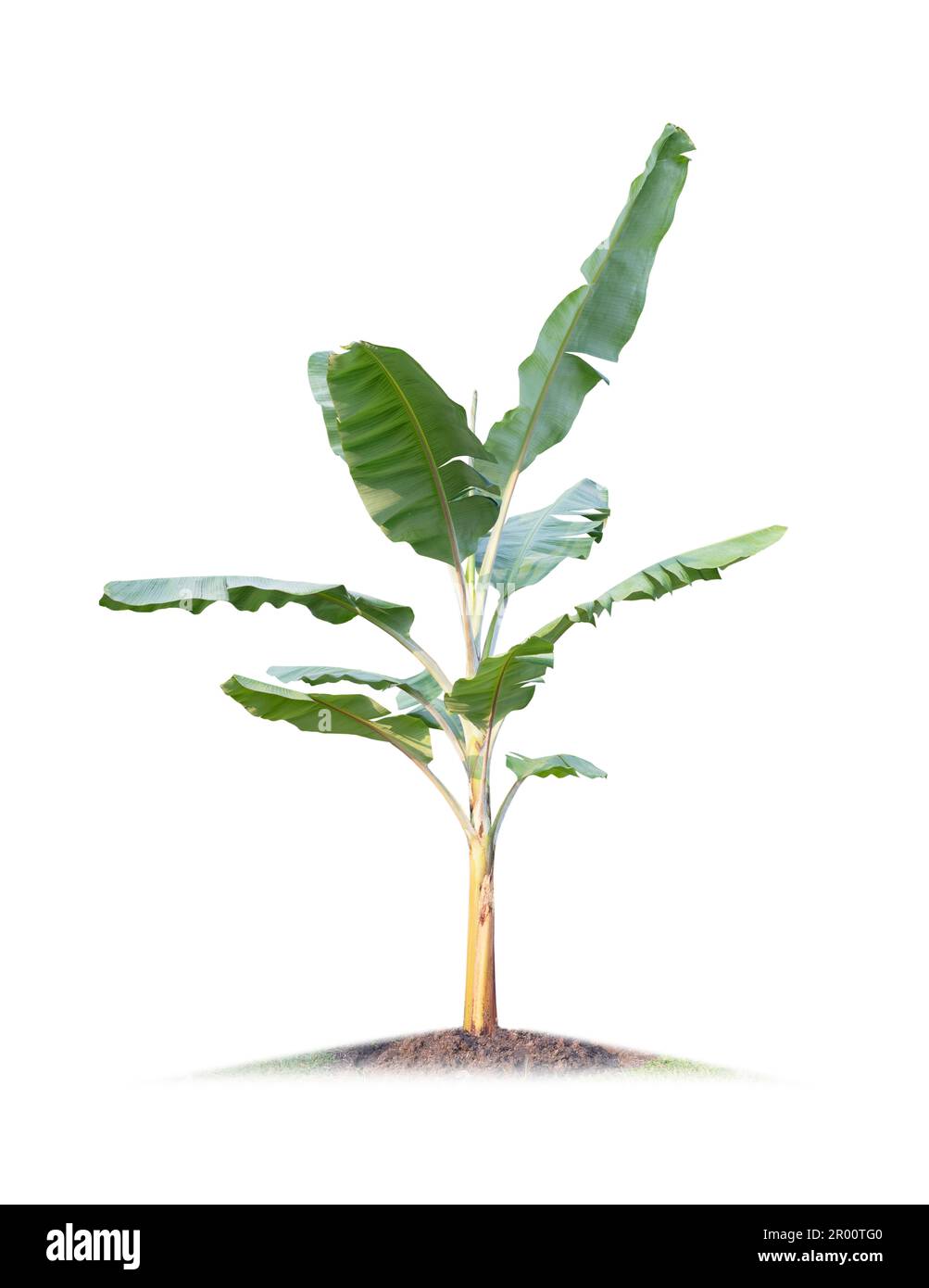 Single banana tree Cut Out Stock Images & Pictures - Alamy