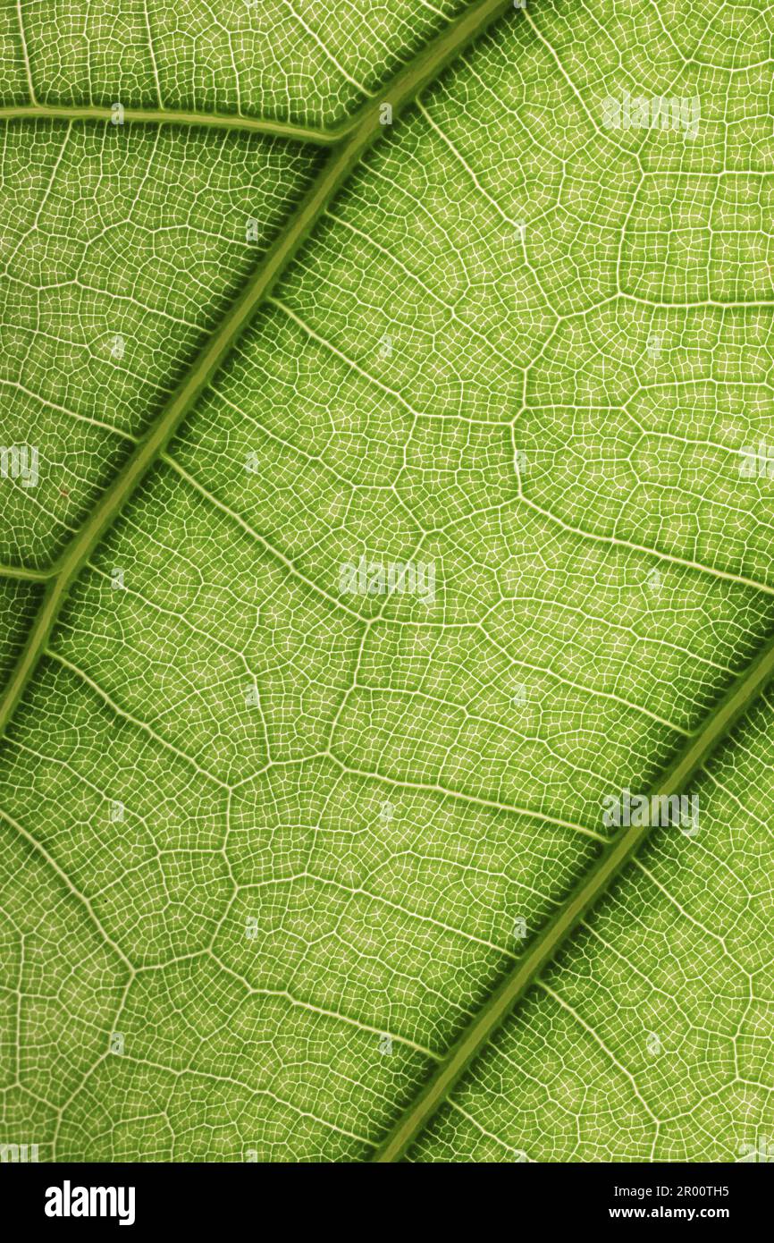 Ficus lyrate leaf texture as green natural background Stock Photo - Alamy