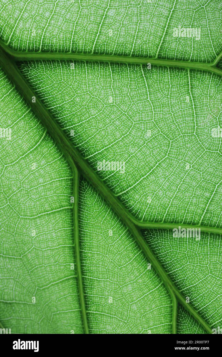 Ficus lyrate leaf texture as green natural background Stock Photo - Alamy