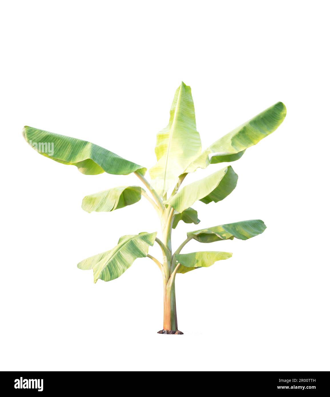 Single banana tree Cut Out Stock Images & Pictures - Alamy