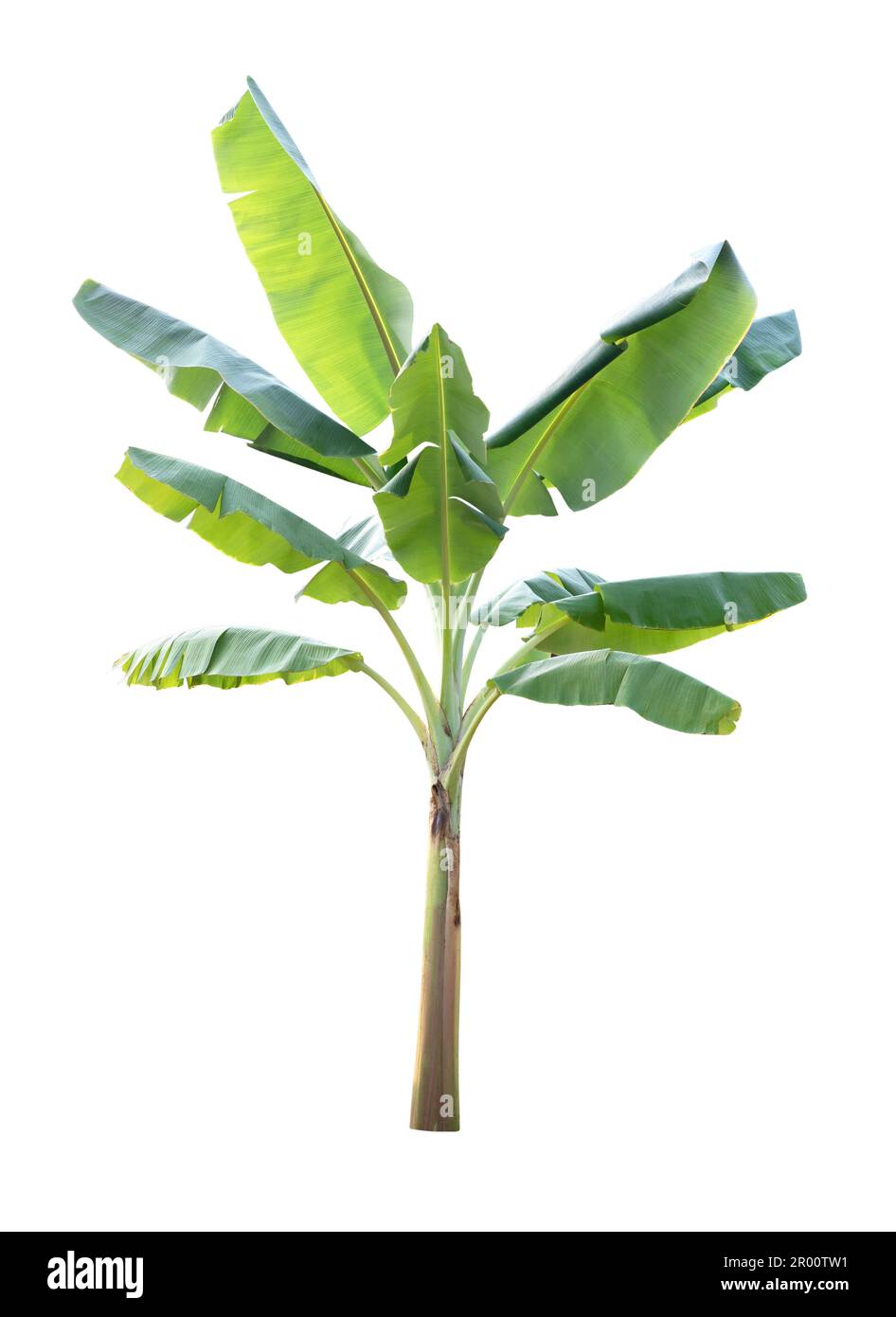 Single banana tree Cut Out Stock Images & Pictures - Alamy