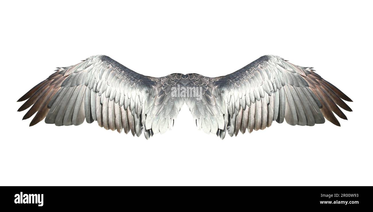 Bird wings isolated on white backround Stock Photo - Alamy