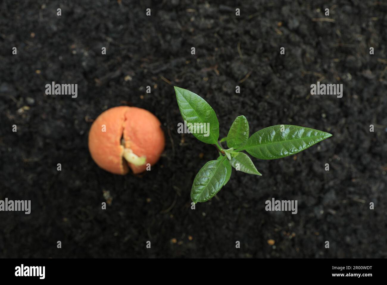 Avocado sprout and germinated seed from soil Stock Photo - Alamy