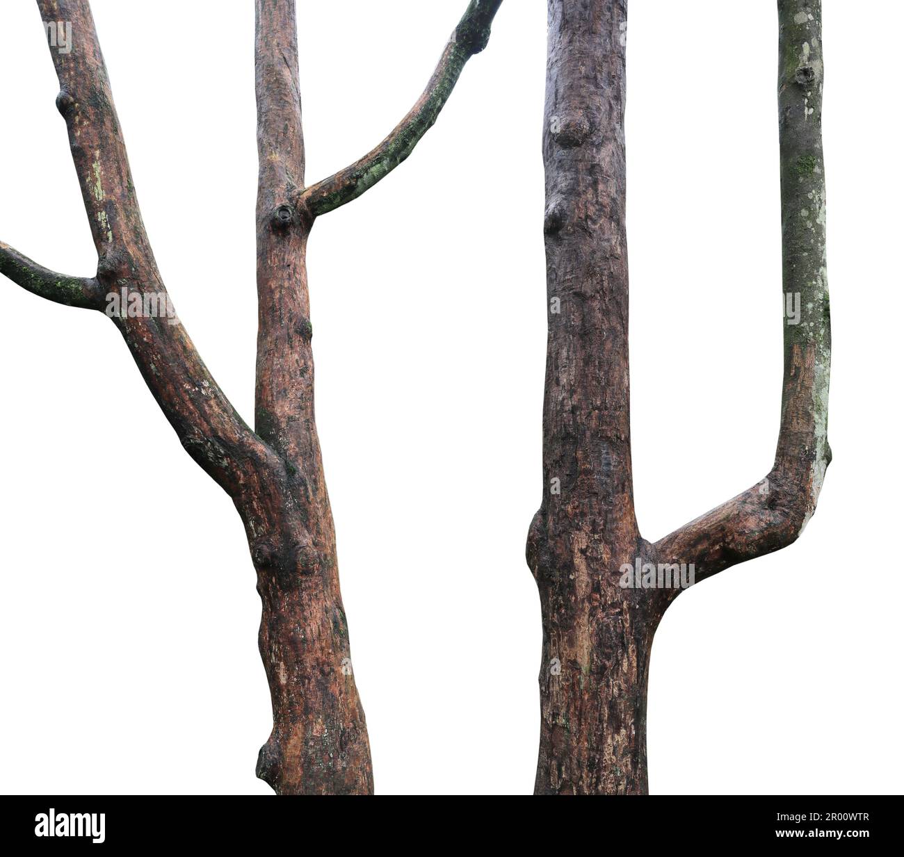 Tree trunk isolated on white background Stock Photo - Alamy