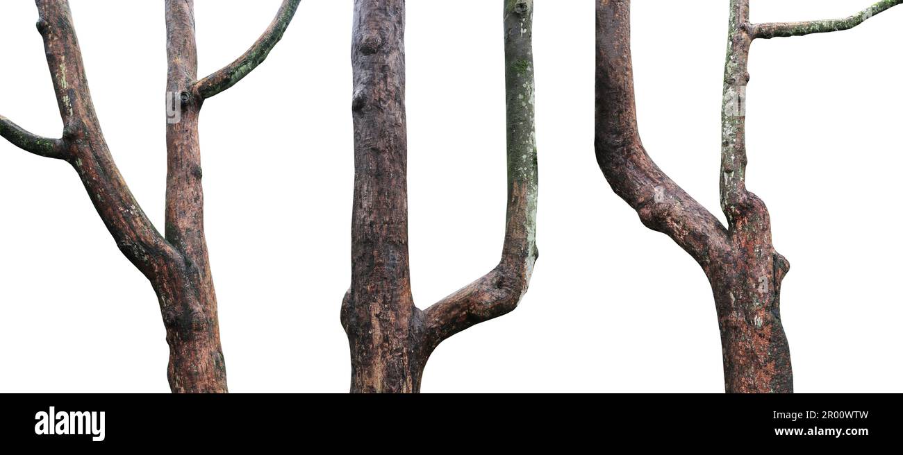 Tree trunk isolated on white background Stock Photo - Alamy