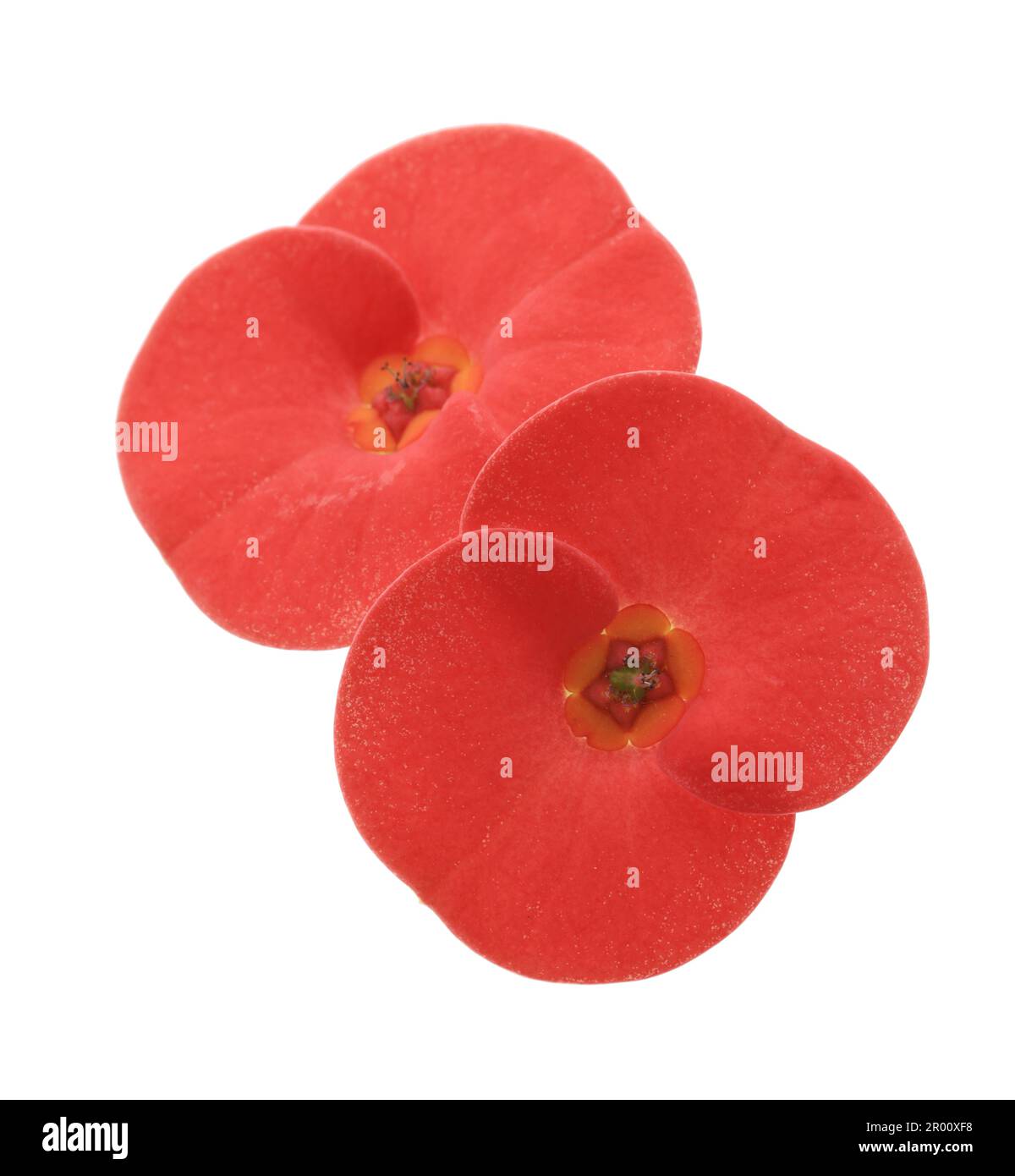 Euphorbia milli or Crown of Thorns flower isolated on white background ...