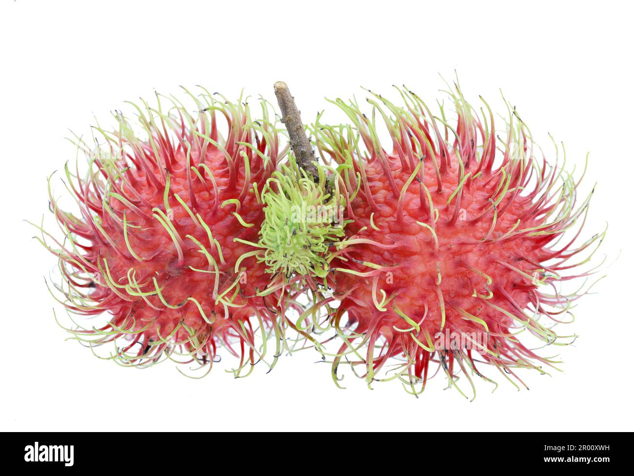 Red rambutan isolated on white background Stock Photo - Alamy