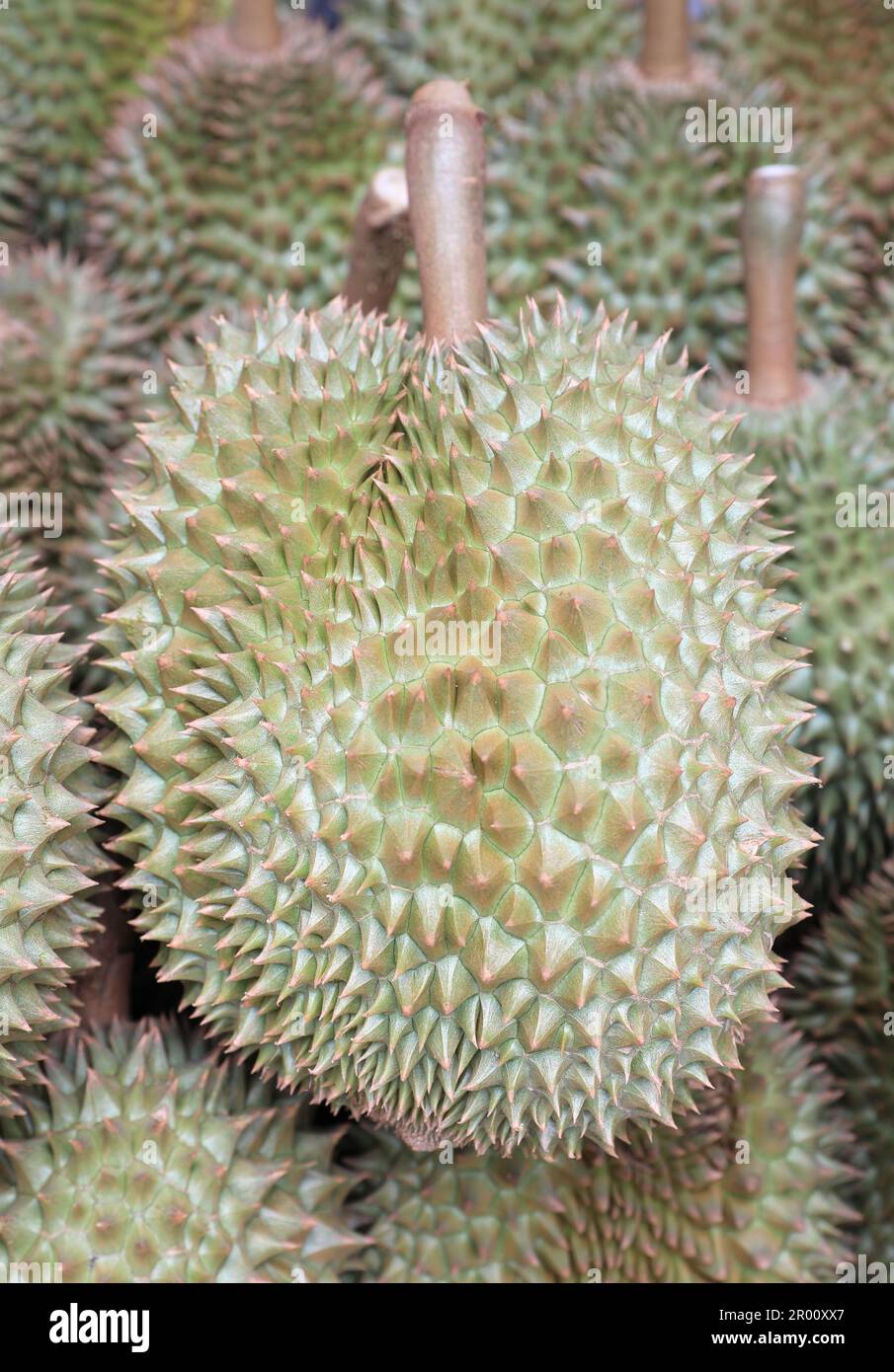 Pile of fresh durian fruit on the market stall in Thailand Stock Photo ...