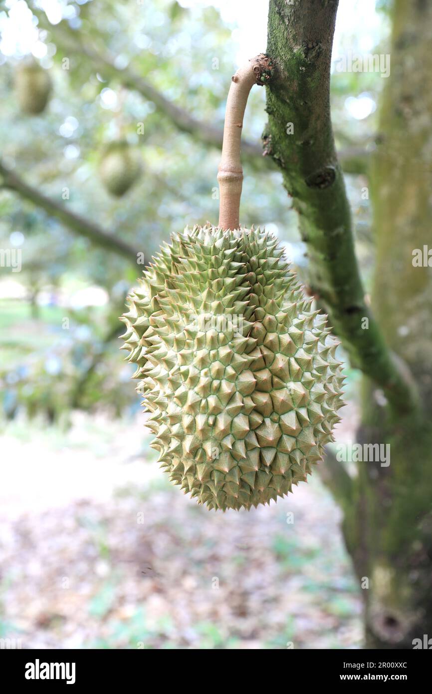Fresh durian fruit on tree in durian garden Stock Photo - Alamy