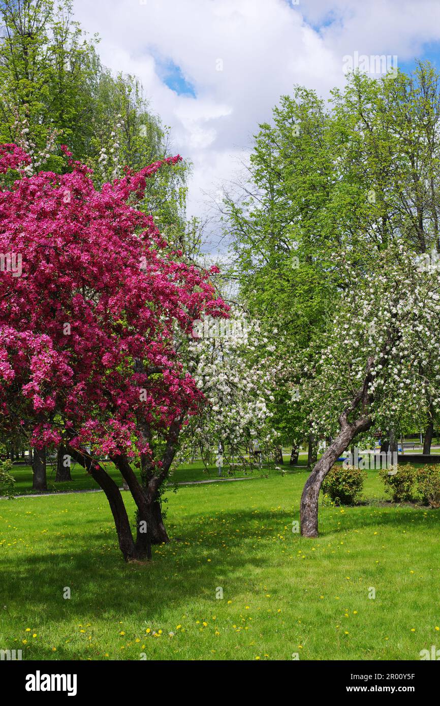 Flowering crab apple trees in the park in spring in a city garden Stock ...