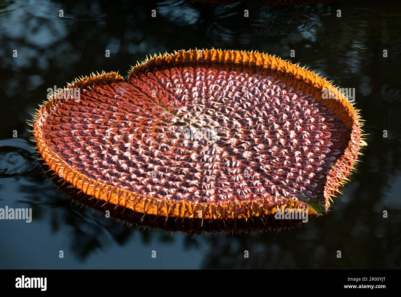 Giant victoria lotus leaf float on the water's surface Stock Photo - Alamy