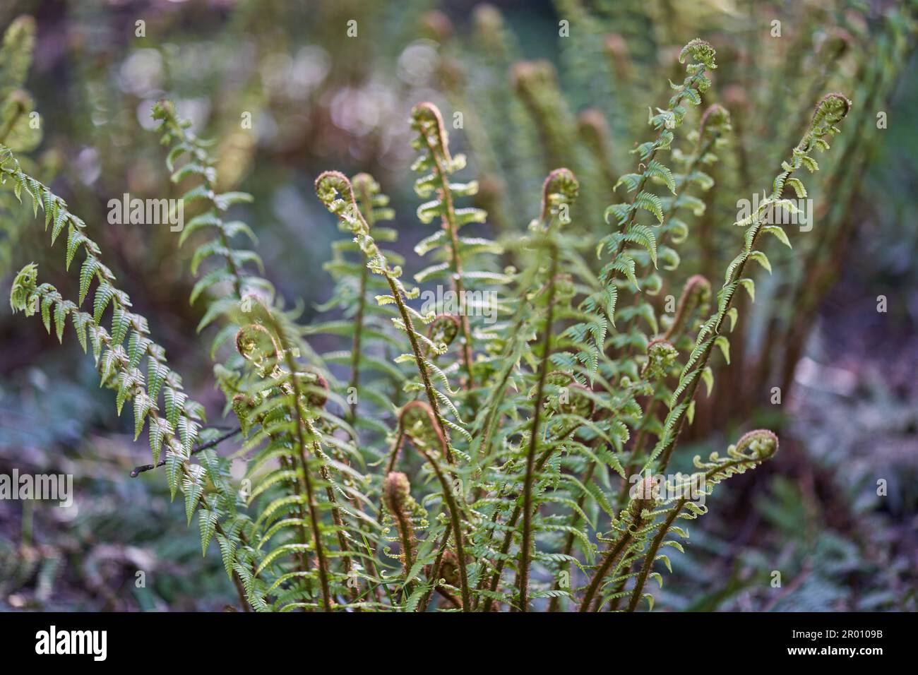 Dryopteris filix mas male fern hi-res stock photography and images - Alamy