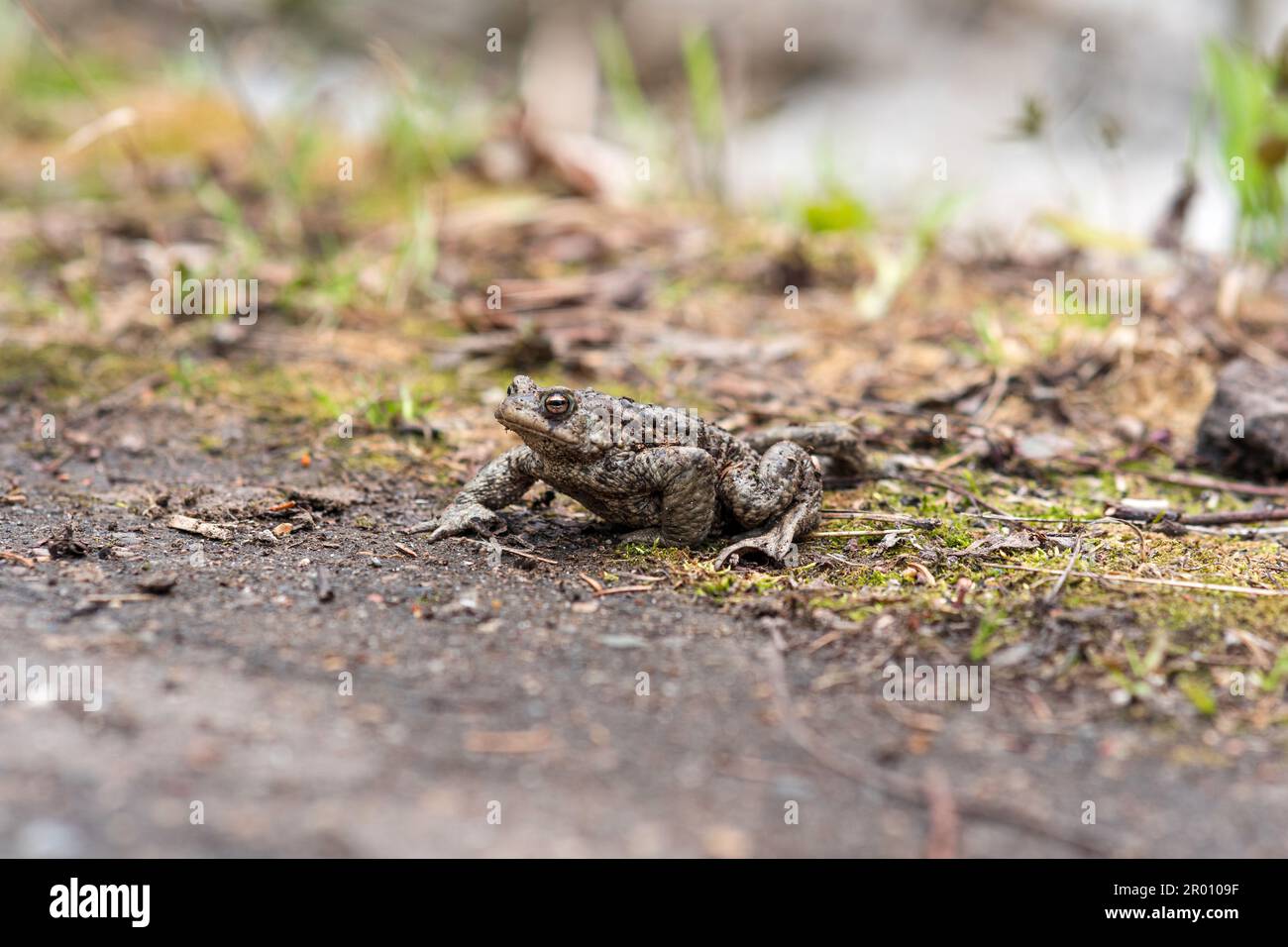 common toad about to cross the road Stock Photo - Alamy