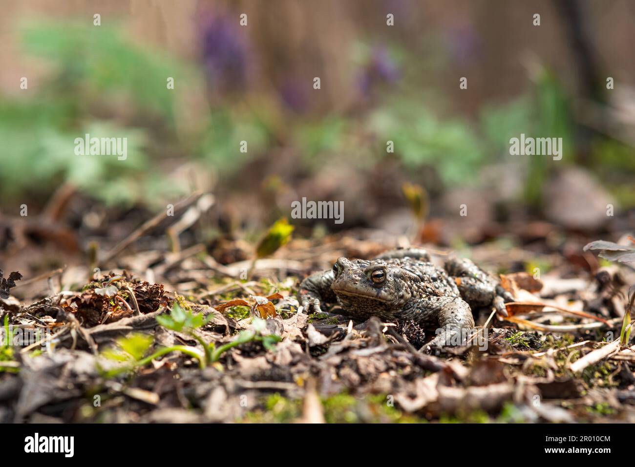 common toad hides among dry foliage Stock Photo - Alamy