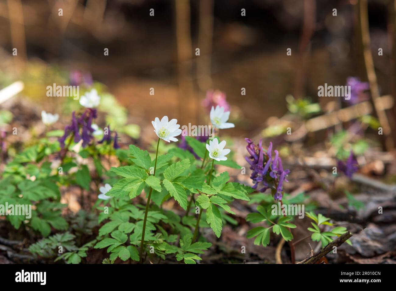 first spring flowers wood anemones in the forest close-up Stock Photo ...