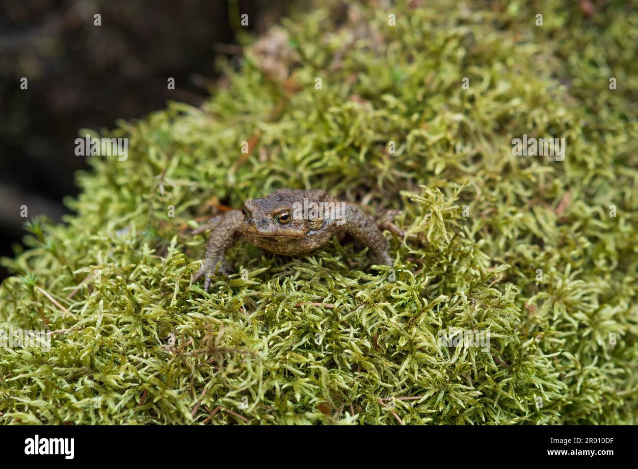 common toad after hibernation among the moss Stock Photo - Alamy