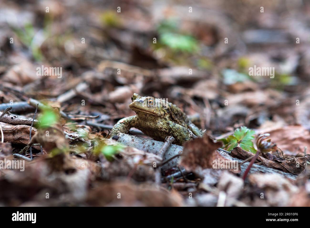 common toad after hibernation among dry foliage Stock Photo - Alamy