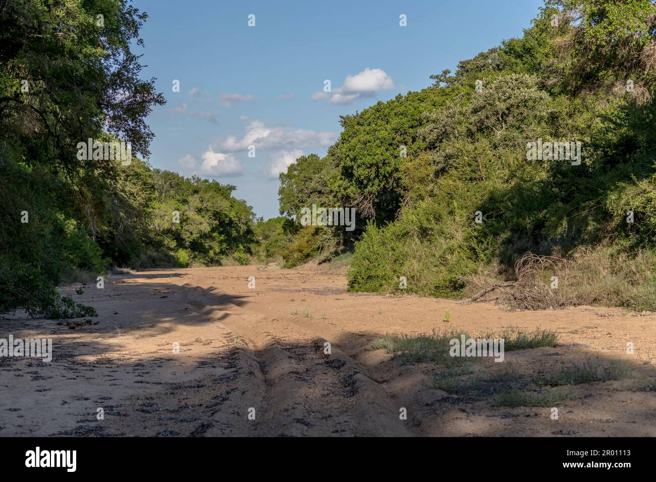 landscape with tyre tracks on sandy dry riverbed with lush vegetation ...