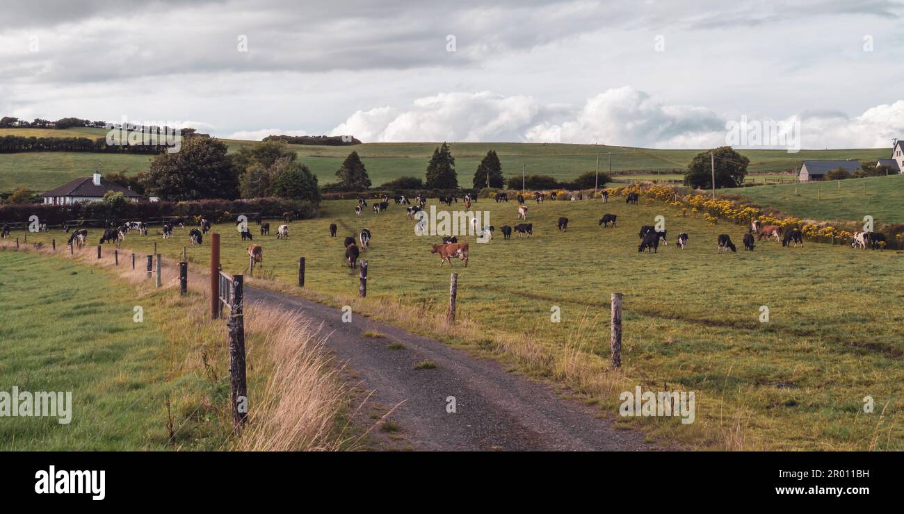 A narrow country road between farm fields in Ireland in summer. A herd ...