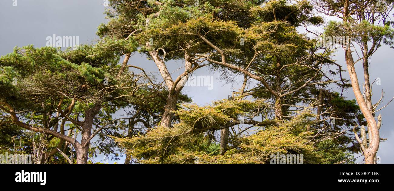 Pine tree landscape hi-res stock photography and images - Alamy