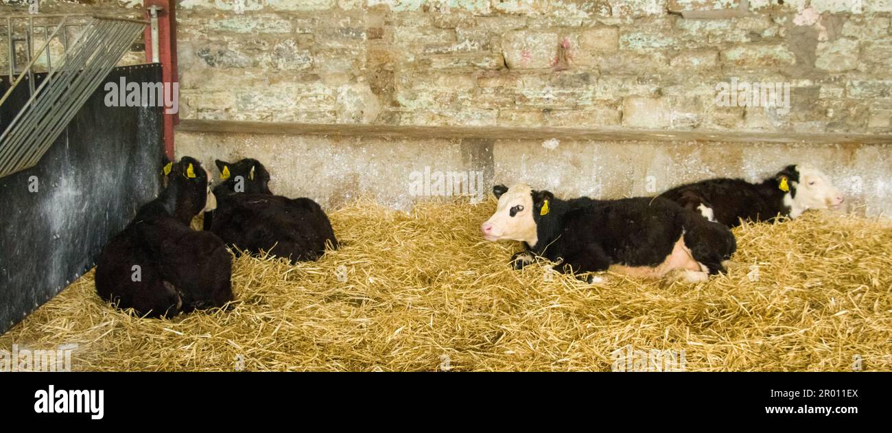 calves lie on straw in a cattle pen on a cattle farm in Ireland. Black ...