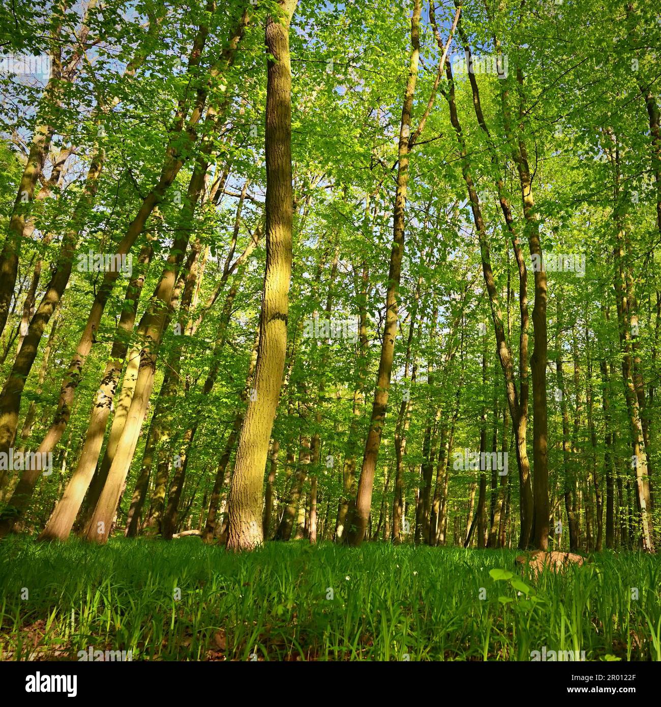 Beautiful green forest in springtime. Nature background with sun Stock ...