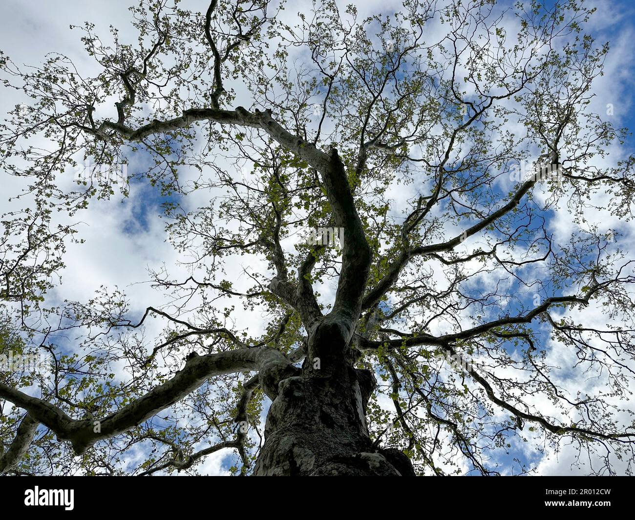 The sky with the tops of trees. View up from ground level. Beautiful ...