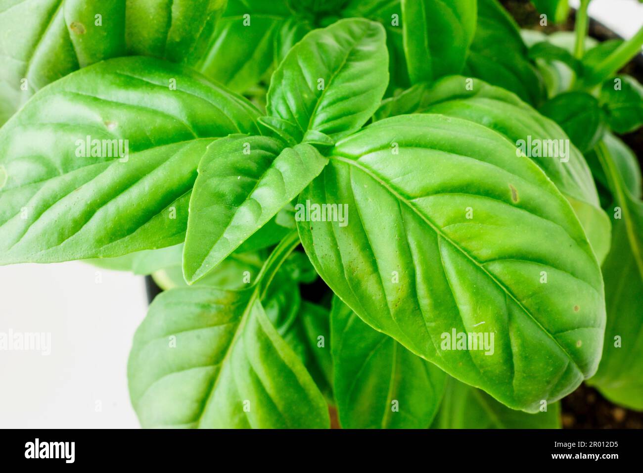 Hojas de romero hi-res stock photography and images - Alamy