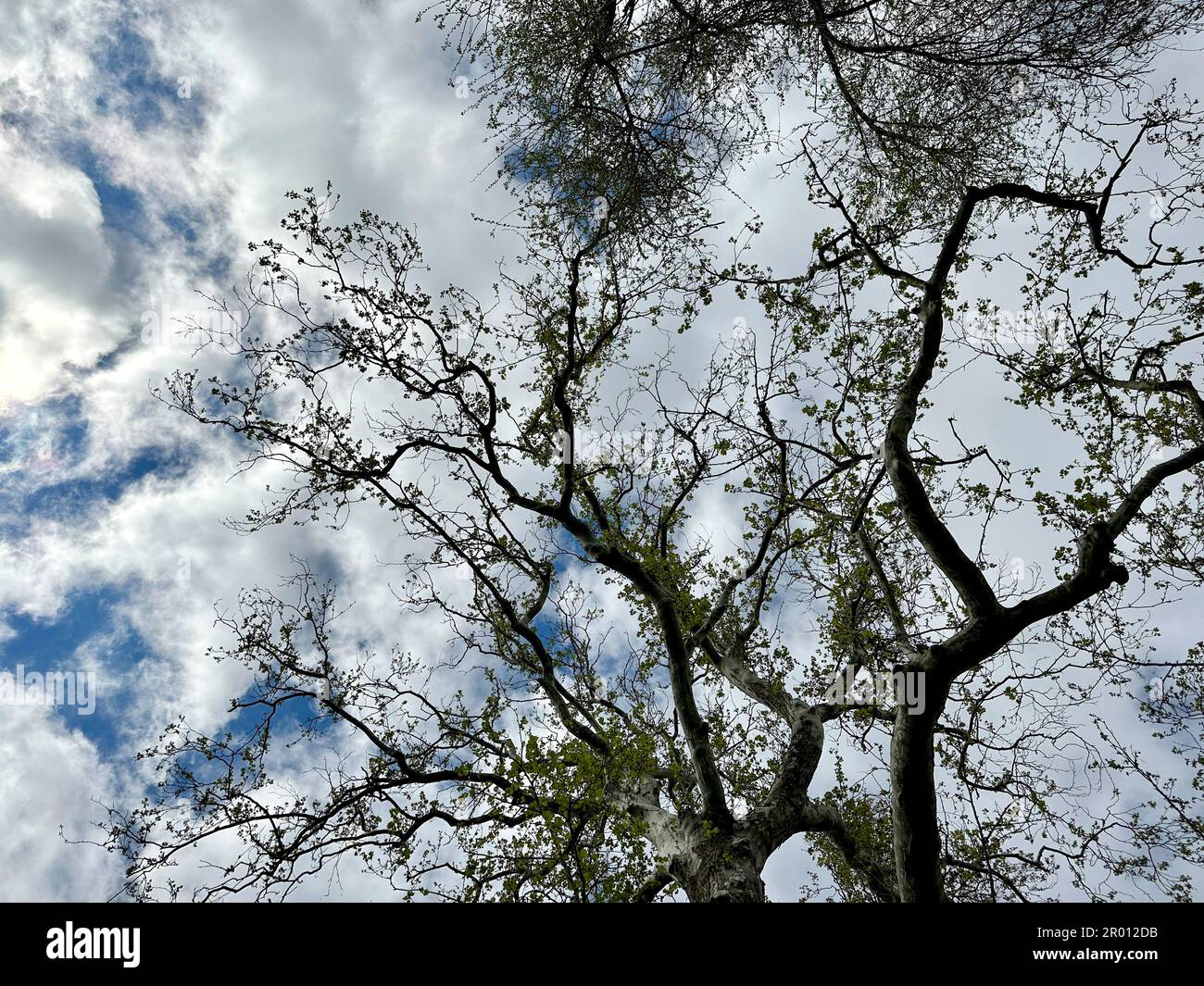 The sky with the tops of trees. View up from ground level. Beautiful ...