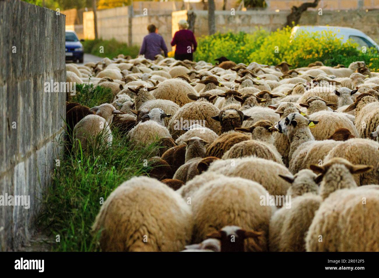 Razas del mundo hi-res stock photography and images - Alamy