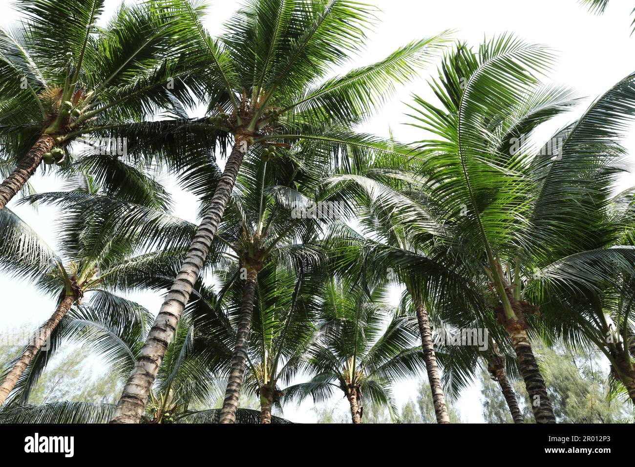 Coconut palm trees. Green lush tropical coconut tree Stock Photo - Alamy