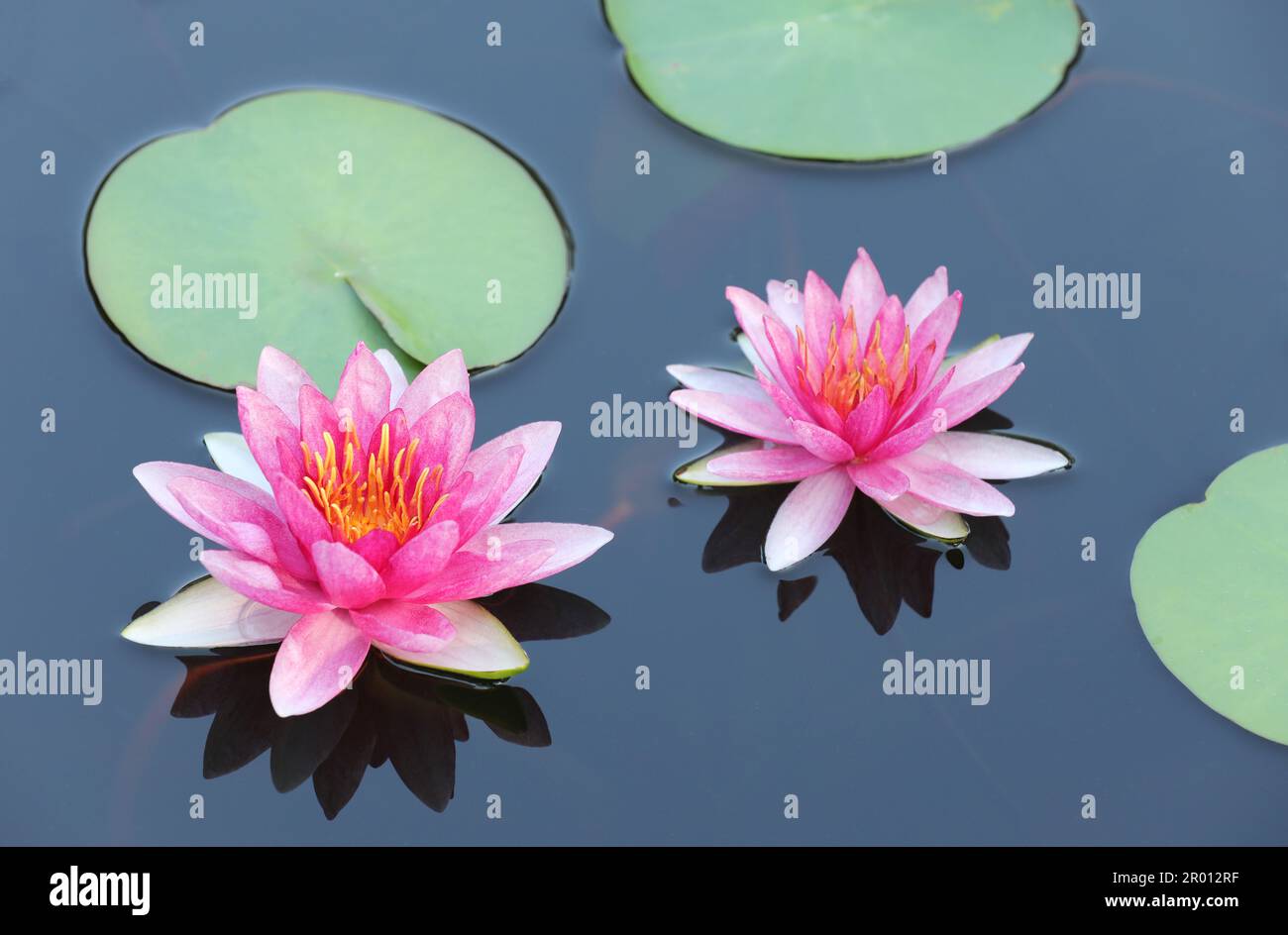 Lotus flower with reflection on calm water surface Stock Photo - Alamy