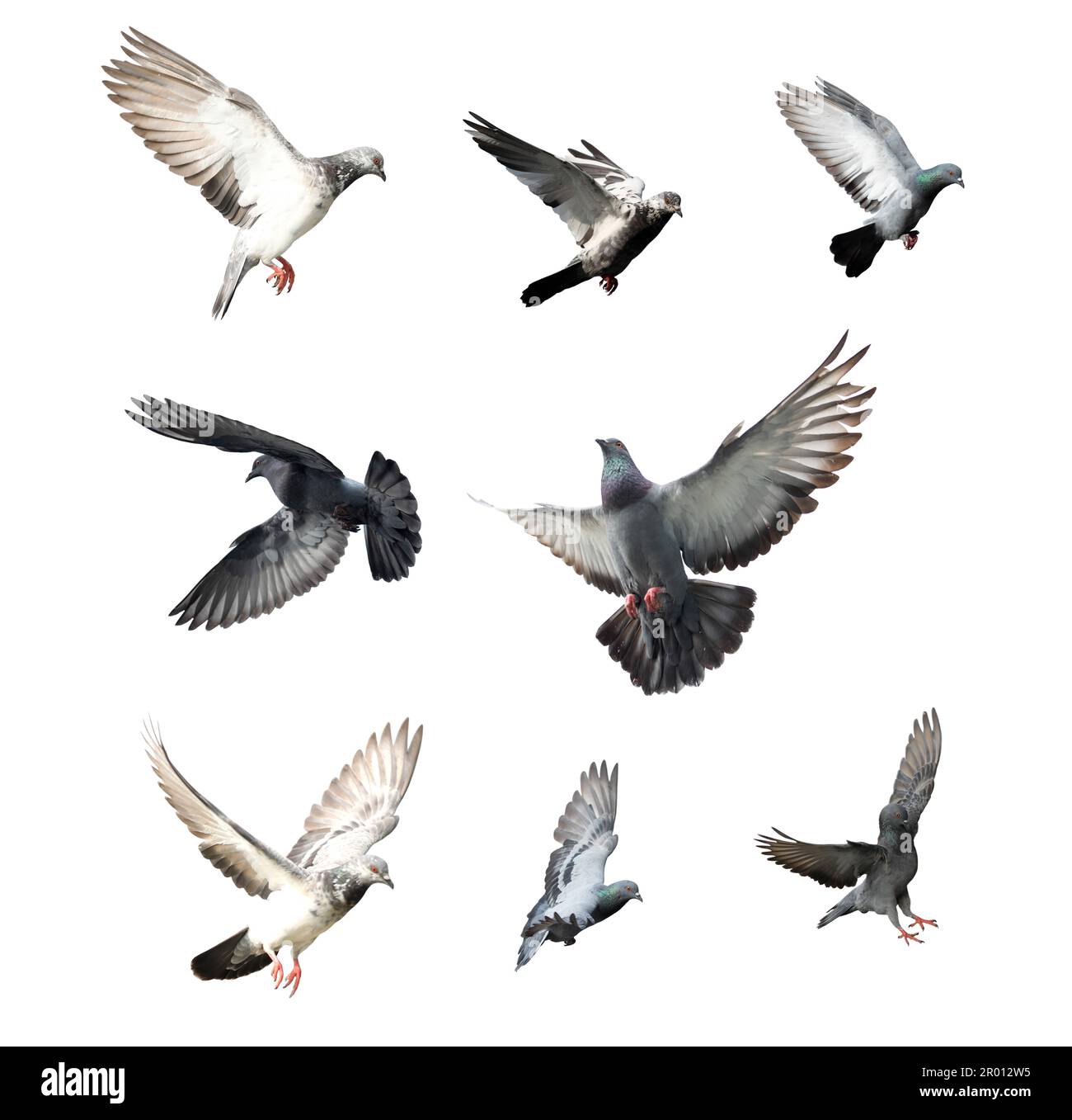 Set of flying pigeon in action isolated on white background. Grey ...