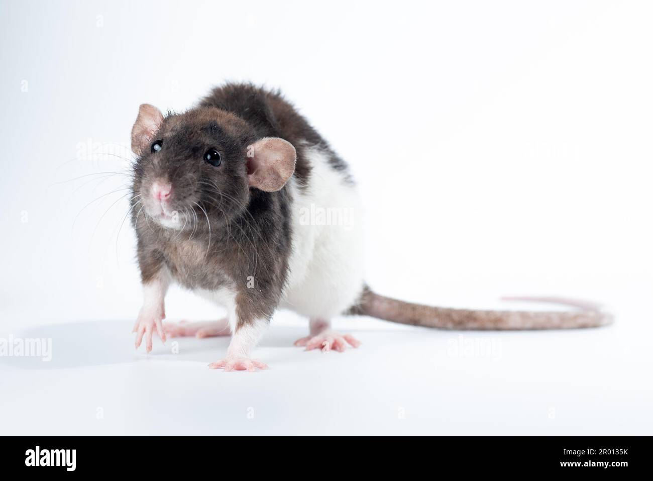 Cute dumbo rat sitting hi-res stock photography and images - Alamy