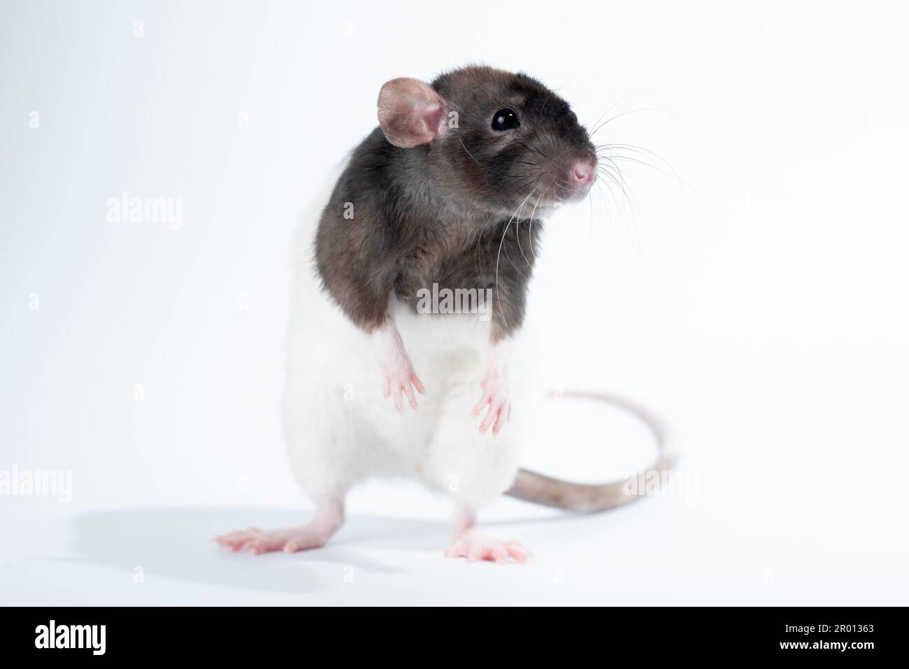 Big white rat hi-res stock photography and images - Alamy