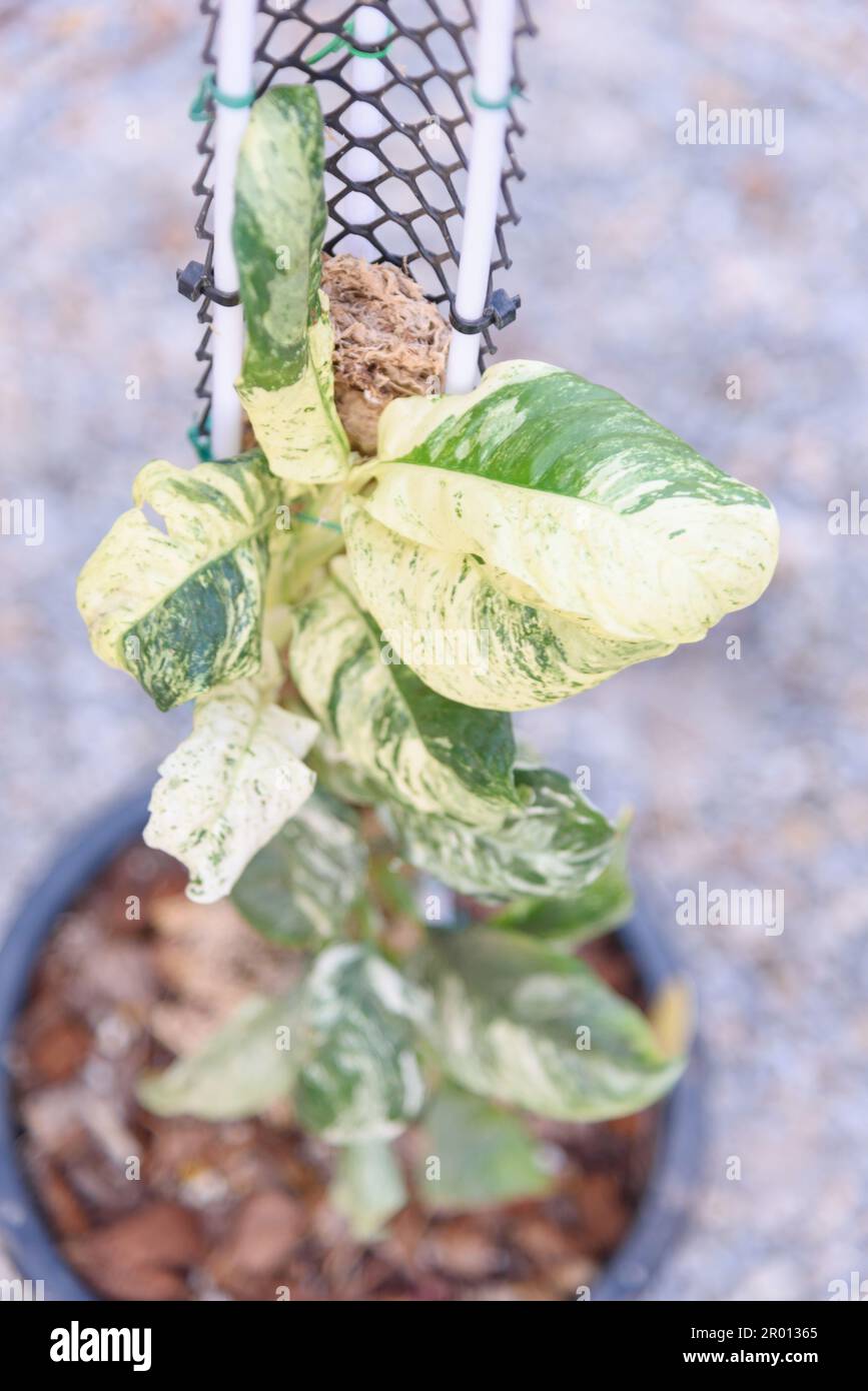 rhaphidophora puberula variegated in the pot Stock Photo - Alamy