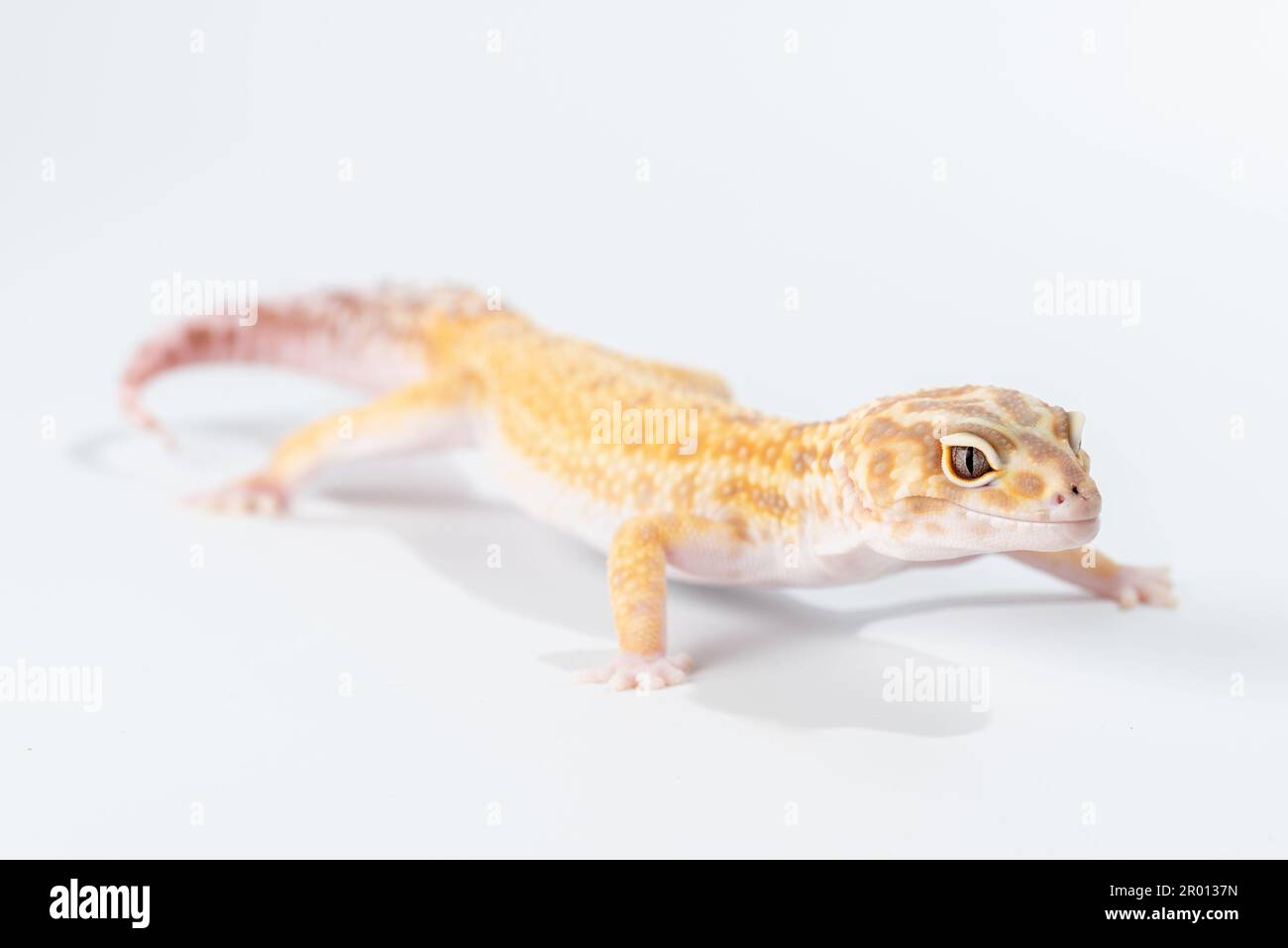 Black Velvet Leopard Gecko