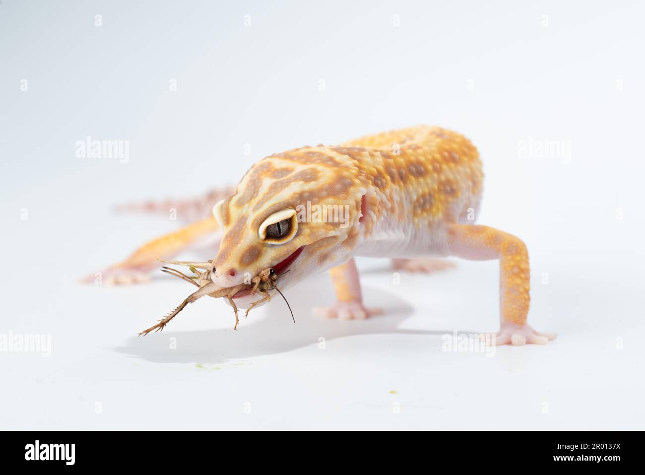 A yellow gecko lizard eating bug isolated on white background Stock ...