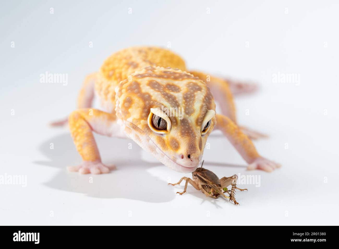 A yellow gecko lizard trying to catch bug isolated on white background ...