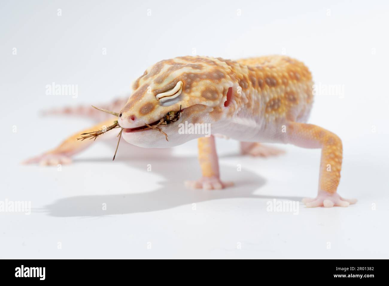 A yellow gecko lizard eating bug isolated on white background Stock ...