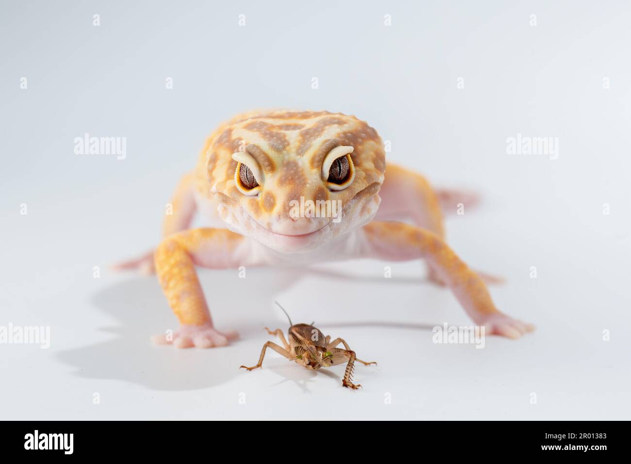 A yellow gecko lizard trying to catch bug isolated on white background ...