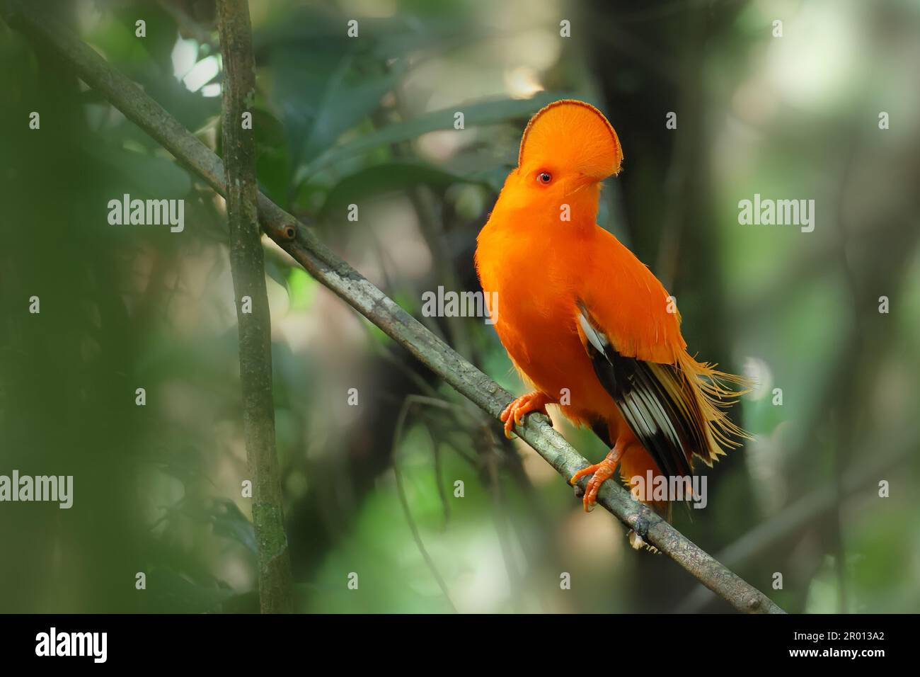 Dynastes hercules rhinoceros beetle from Dynastinae Scarabaeidae. The ...