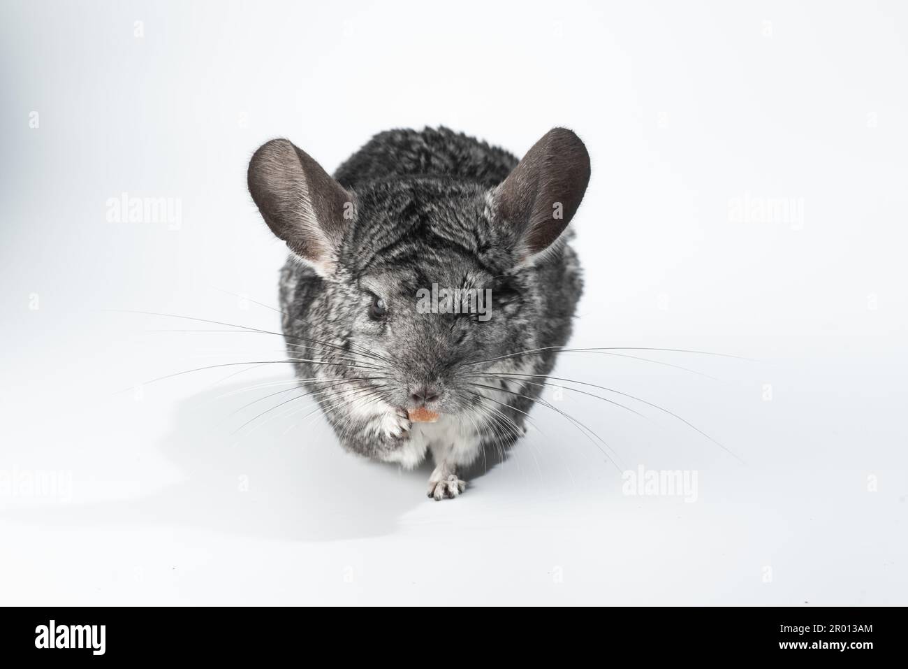 A small gray chinchilla isolated against a white background Stock Photo ...